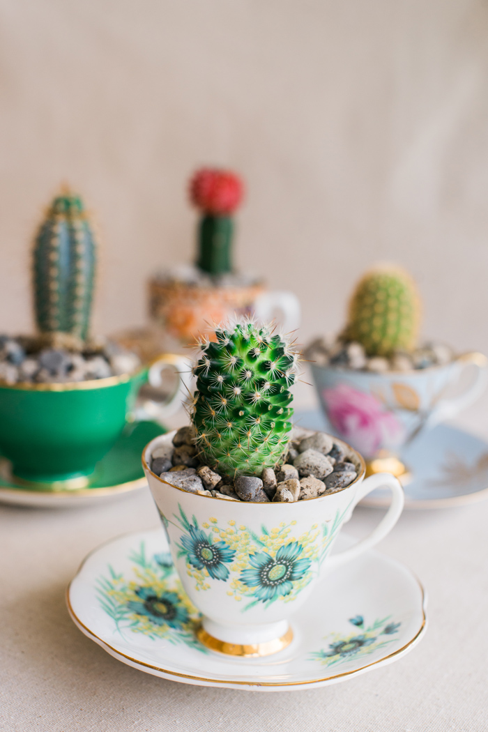 DIY Cactus in a Teacup